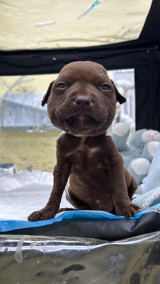 Medical – Three Little Pitties Rescue