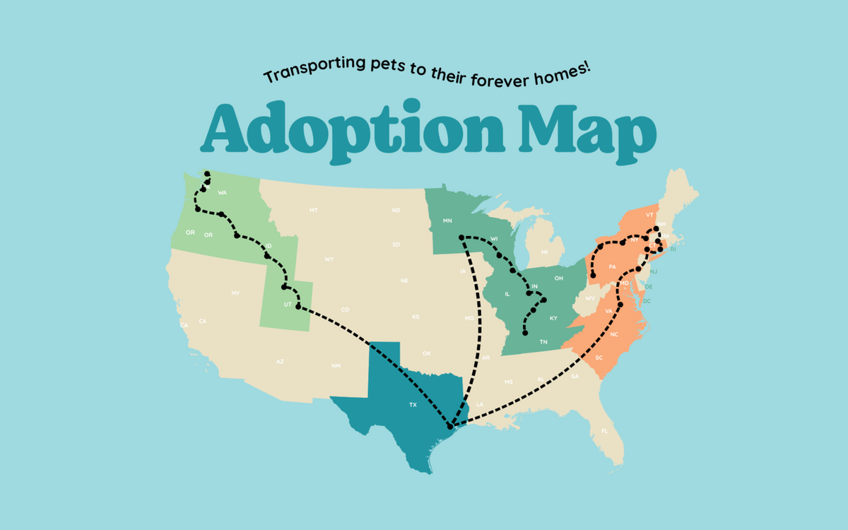 Three Little Pitties Rescue | Saving Lives, One Pet at a Time