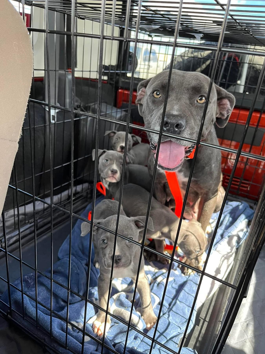 Intake & Resources – Three Little Pitties Rescue