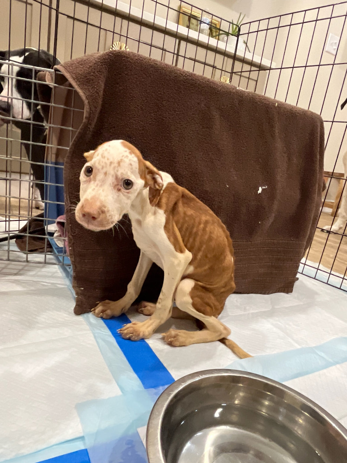 Three Little Pitties Rescue | Saving Lives, One Pet at a Time