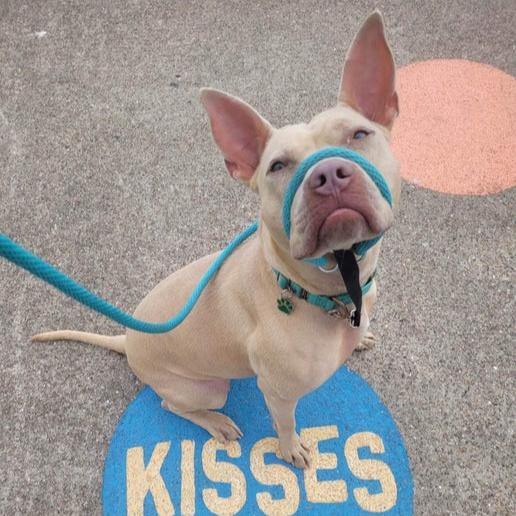 Gentle Leader Leash – Three Little Pitties Rescue