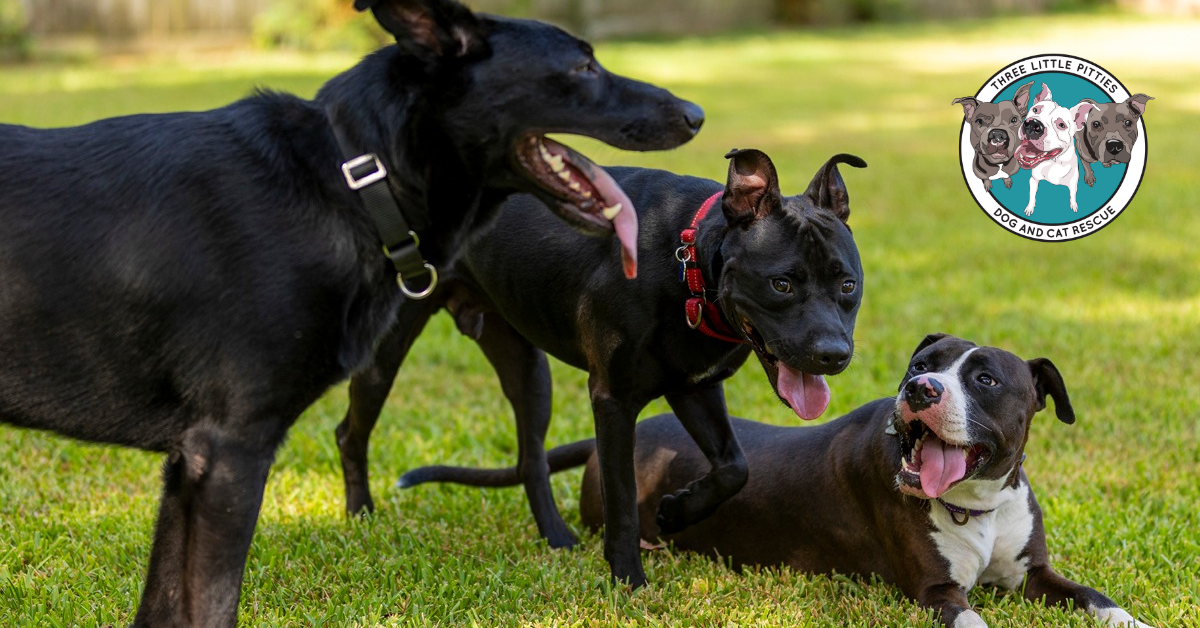 Intake & Resources – Three Little Pitties Rescue